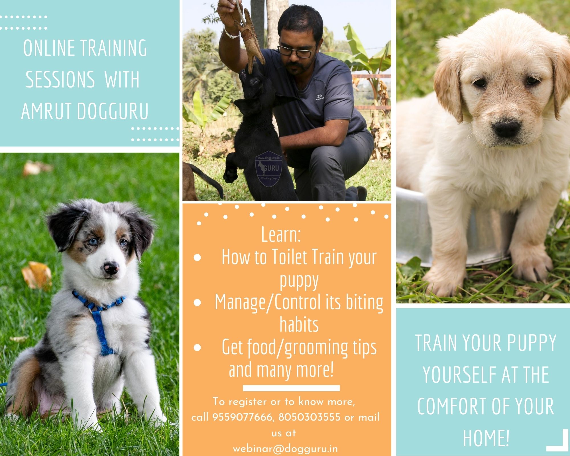 Classes – Dog Guru Online Training